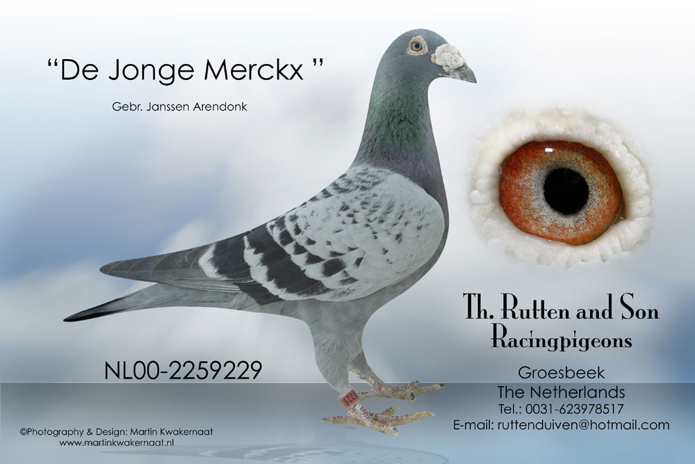 Derby Internacional Arona Tenerife de Colombofilia